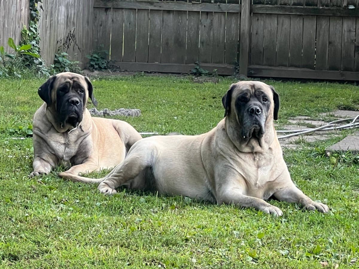 Tiny Grandma Paying the ‘Cheese Tax’ to Giant English Mastiffs Couldn’t ...