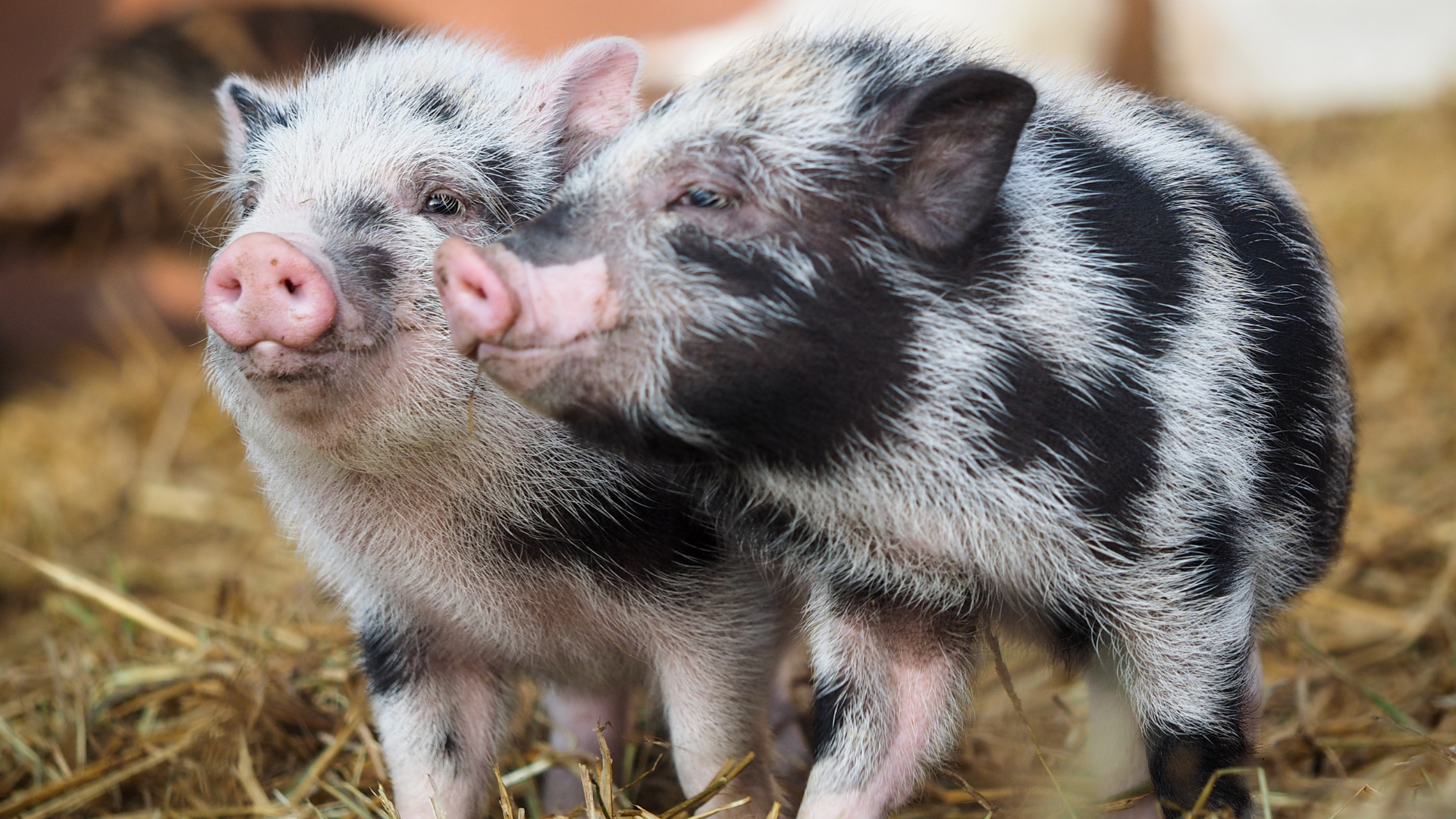 Rescued Piglets Emerging From Their Beds Are Like Pure Sunshine ...