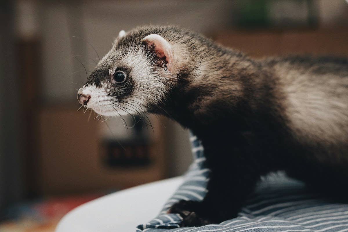 Pet Ferret Throws the Cutest Tantrum When Her Toy is Slightly Out of ...