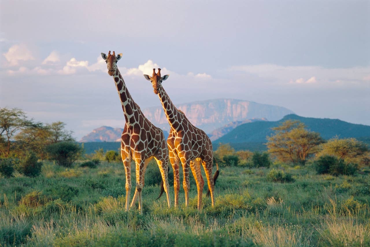 300+ Adorable Giraffe Names with Meanings (Cute & Funny) - PetHelpful