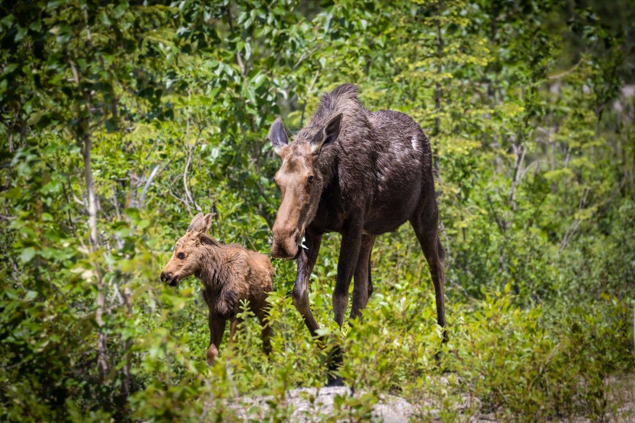 150 Cute Moose Names with Meanings for Every Personality - PetHelpful