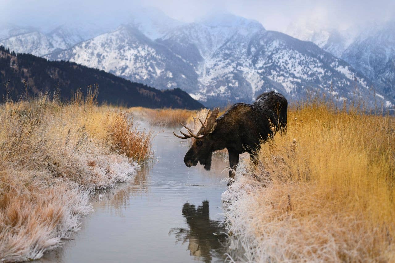 150 Cute Moose Names with Meanings for Every Personality - PetHelpful