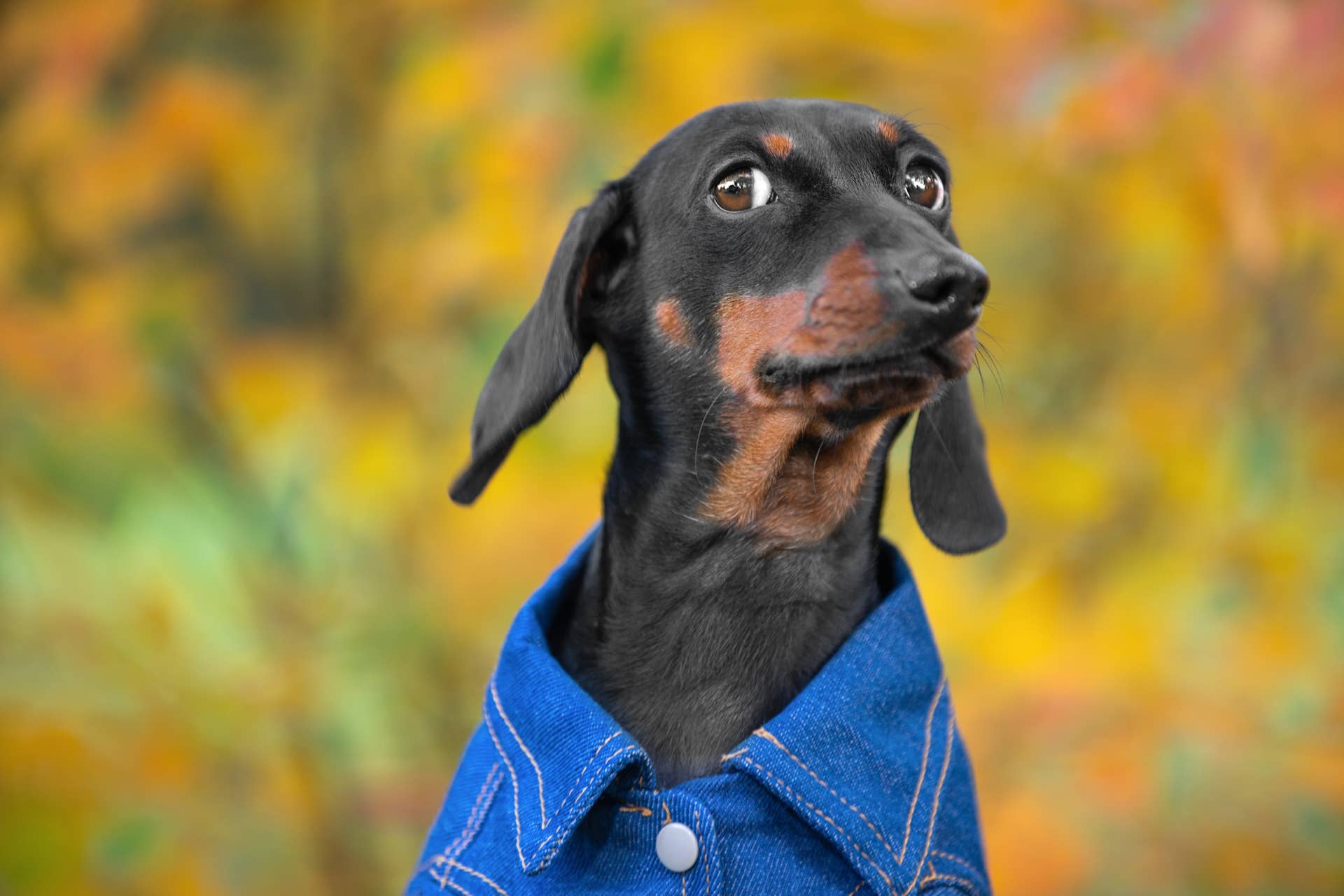 Dachshund's Dramatic Rebuttal to Owner Goes Viral on Instagram - PetHelpful