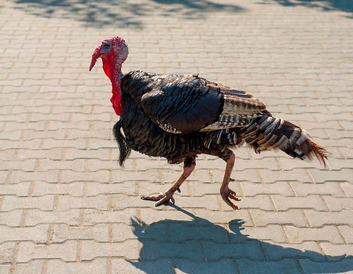 UPS Driver Gets 'Terrorized by Turkeys' and People Can't Stop Laughing ...
