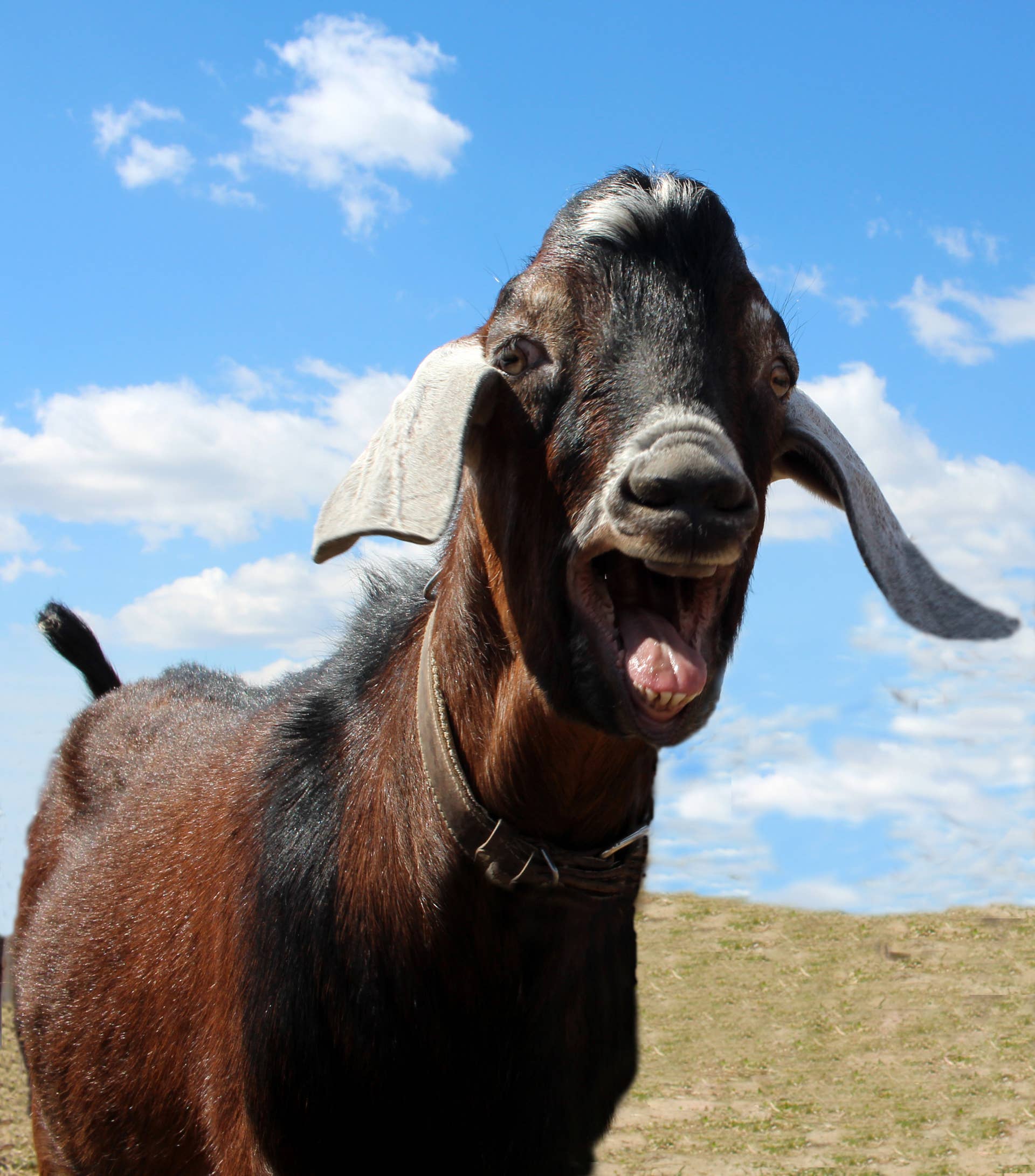 Nubian Goat 'Screaming' for Help Is the Funniest Thing You’ll See All ...