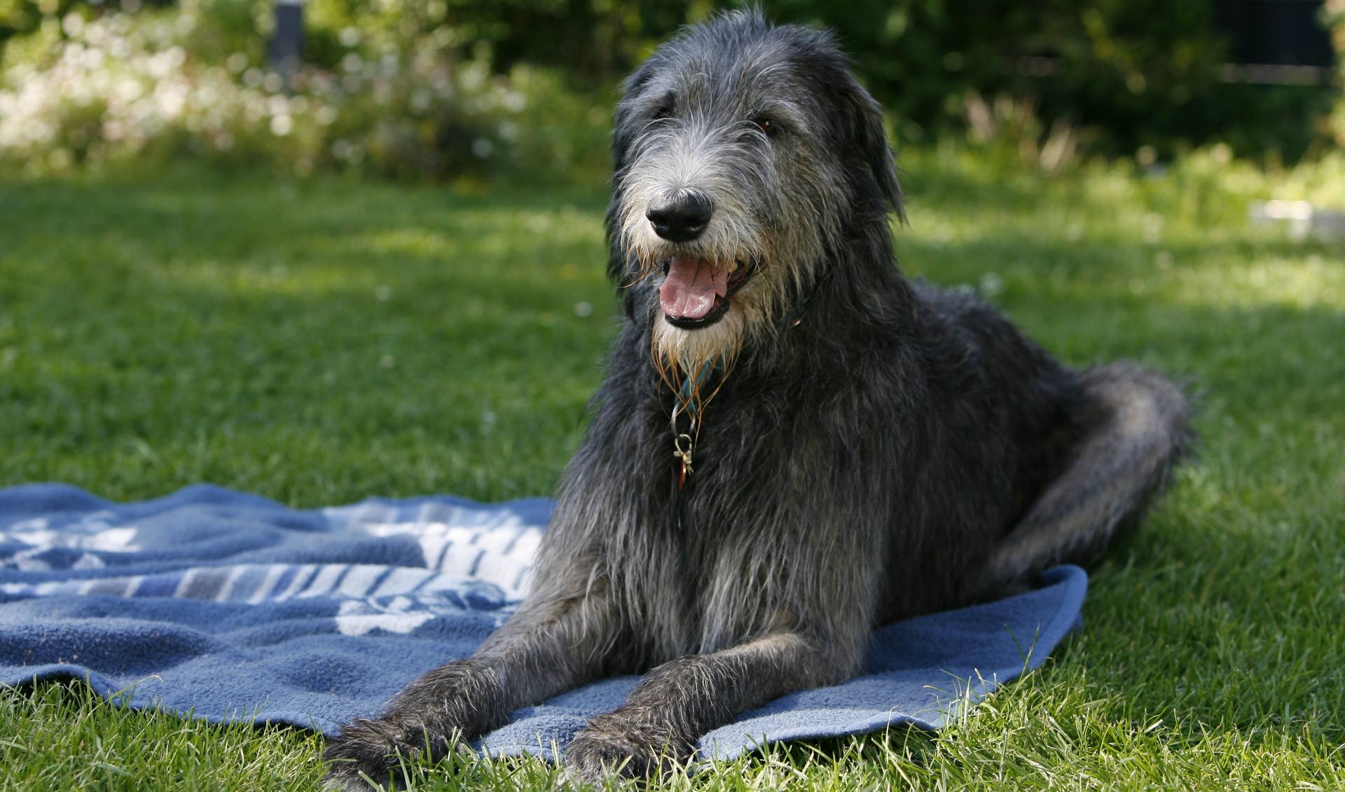 Irish Wolfhound Named Chicken Spends His Days Helping Scared Shelter ...