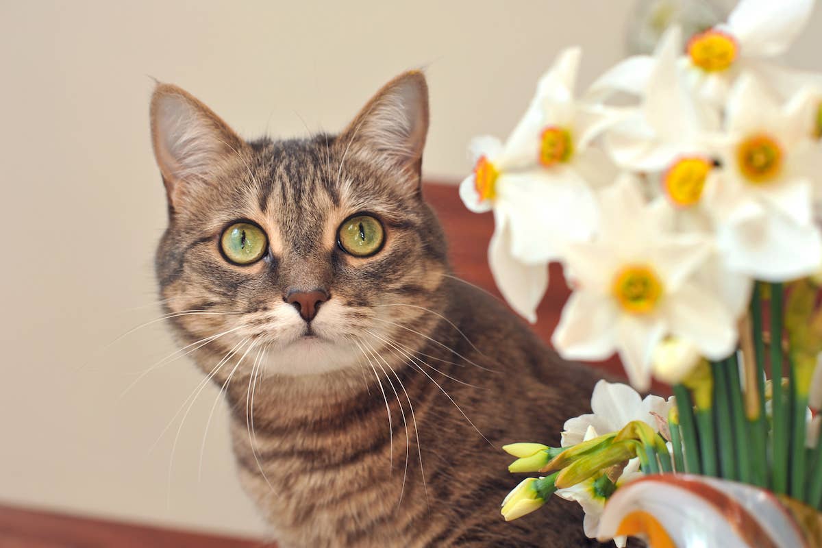 Shelter Cat Known for Being Spicy Completely Transforms the Moment She ...