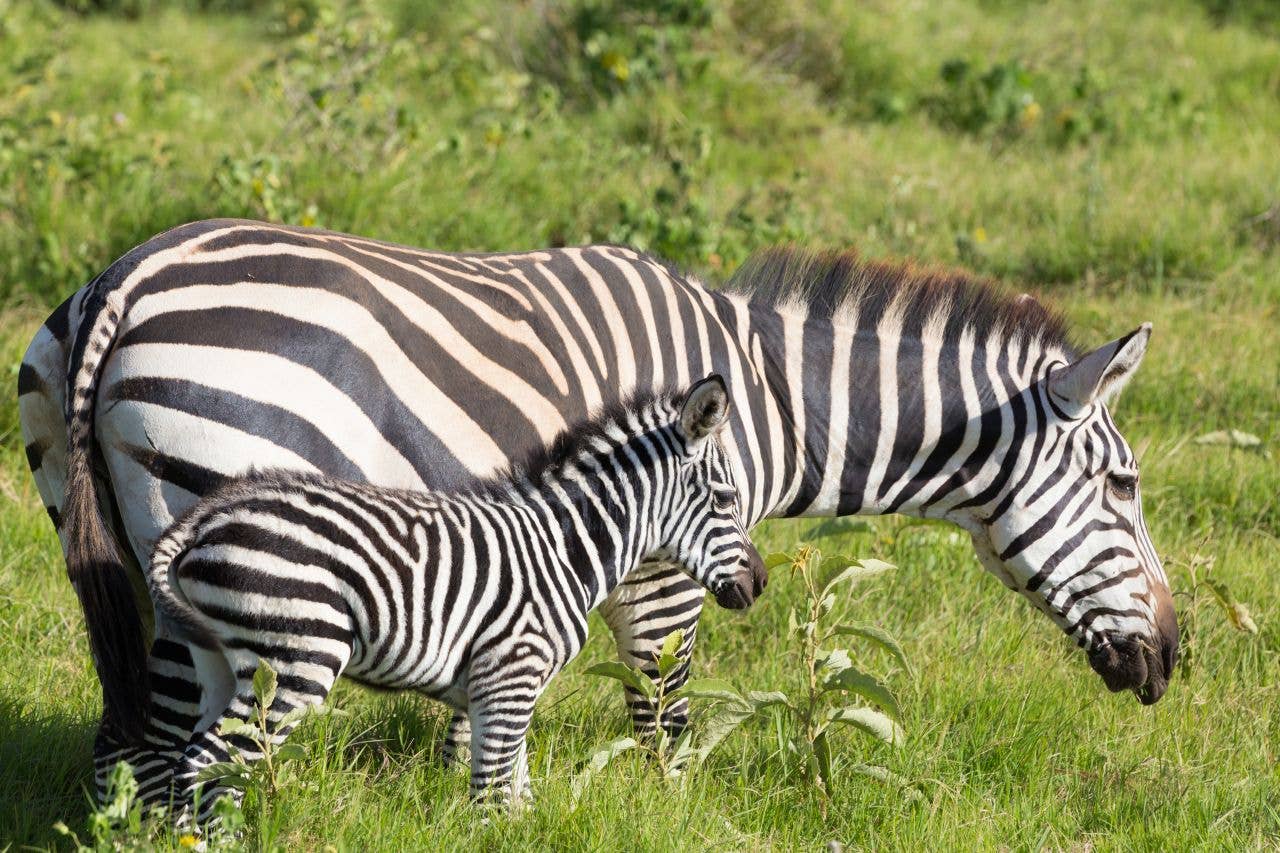 250+ Zebra Names with Meanings & Ideas (Male, Female) - PetHelpful
