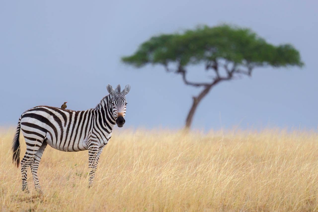 250+ Zebra Names with Meanings & Ideas (Male, Female) - PetHelpful