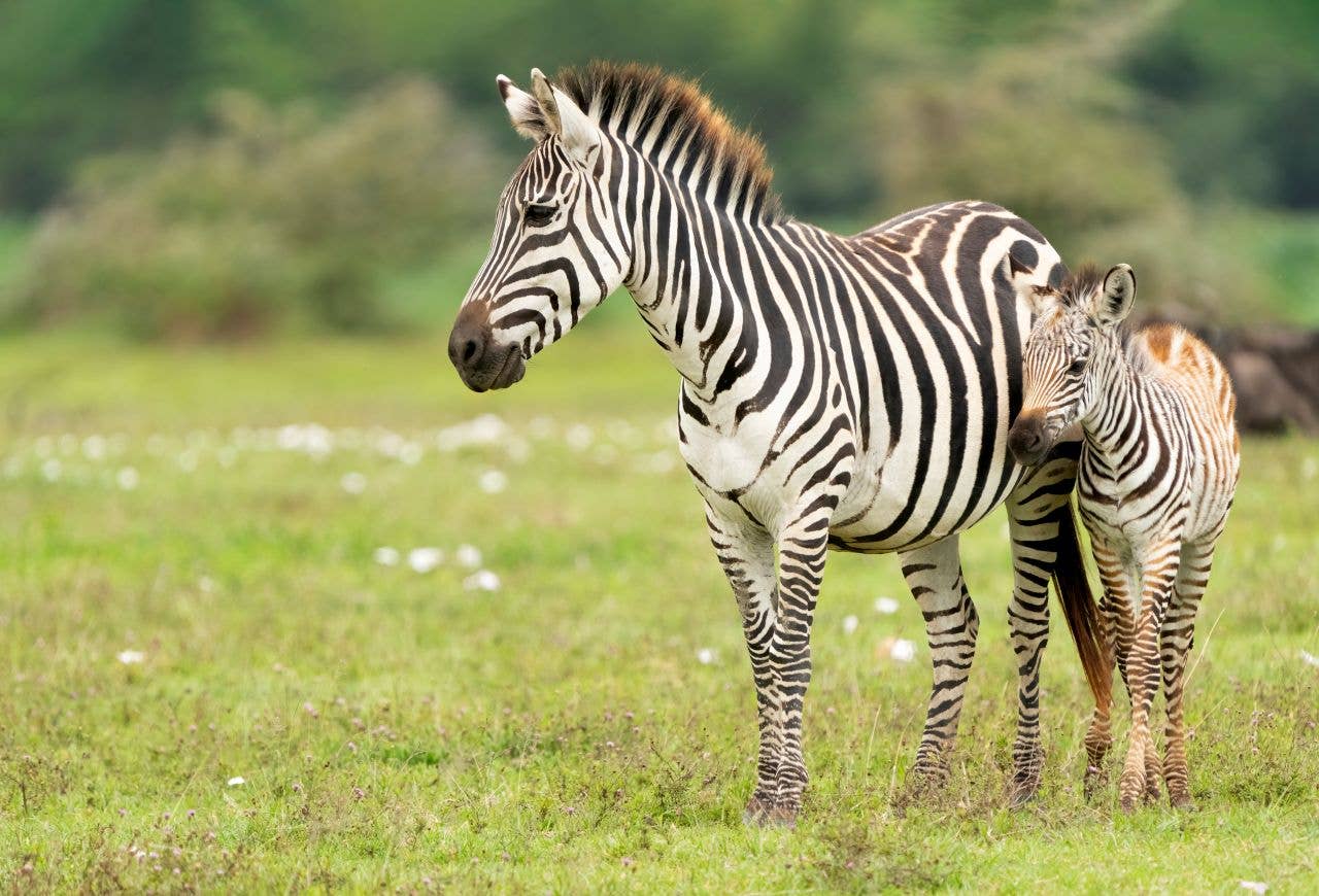 250+ Zebra Names with Meanings & Ideas (Male, Female) - PetHelpful
