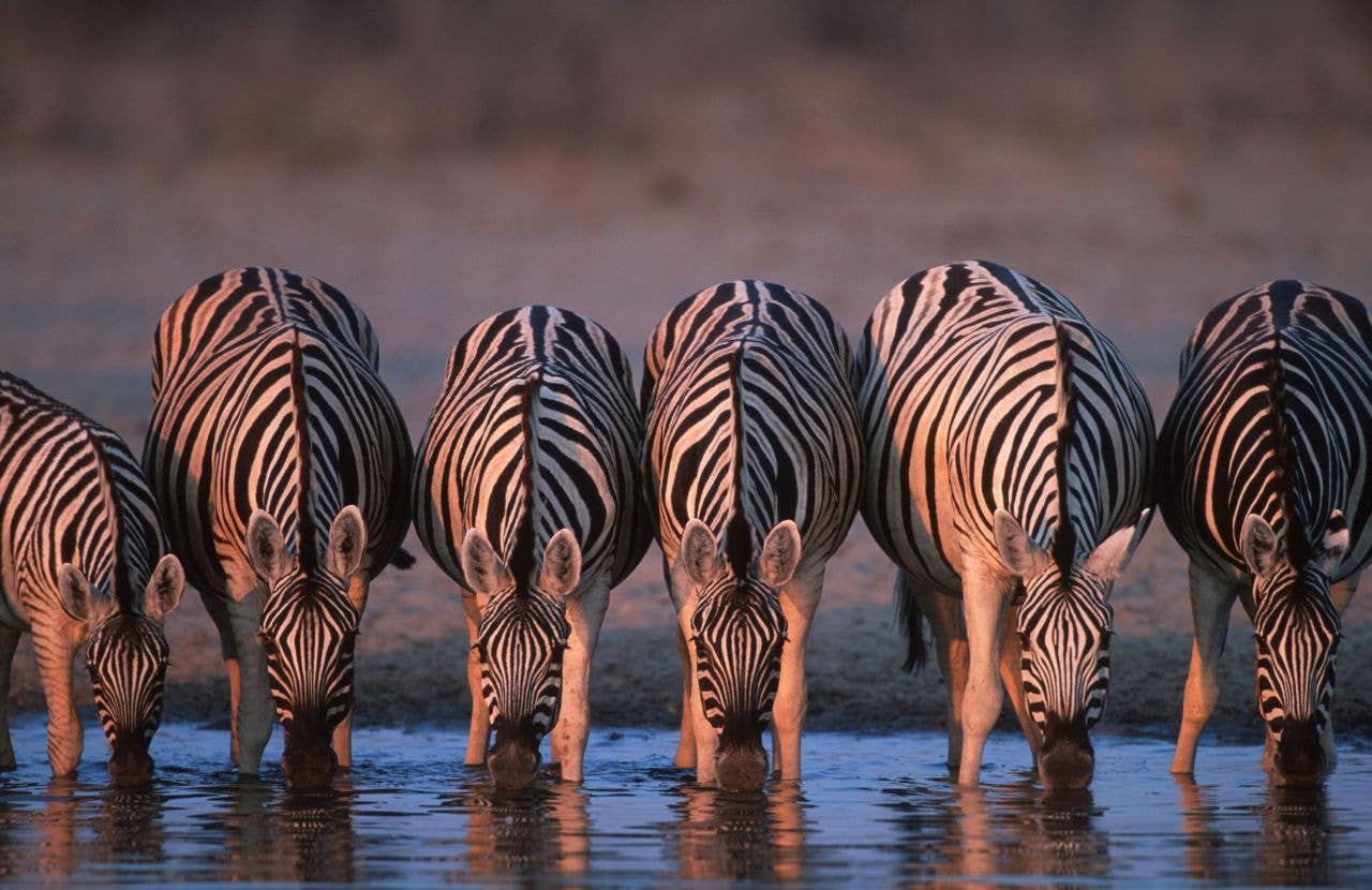 250+ Zebra Names with Meanings & Ideas (Male, Female) - PetHelpful