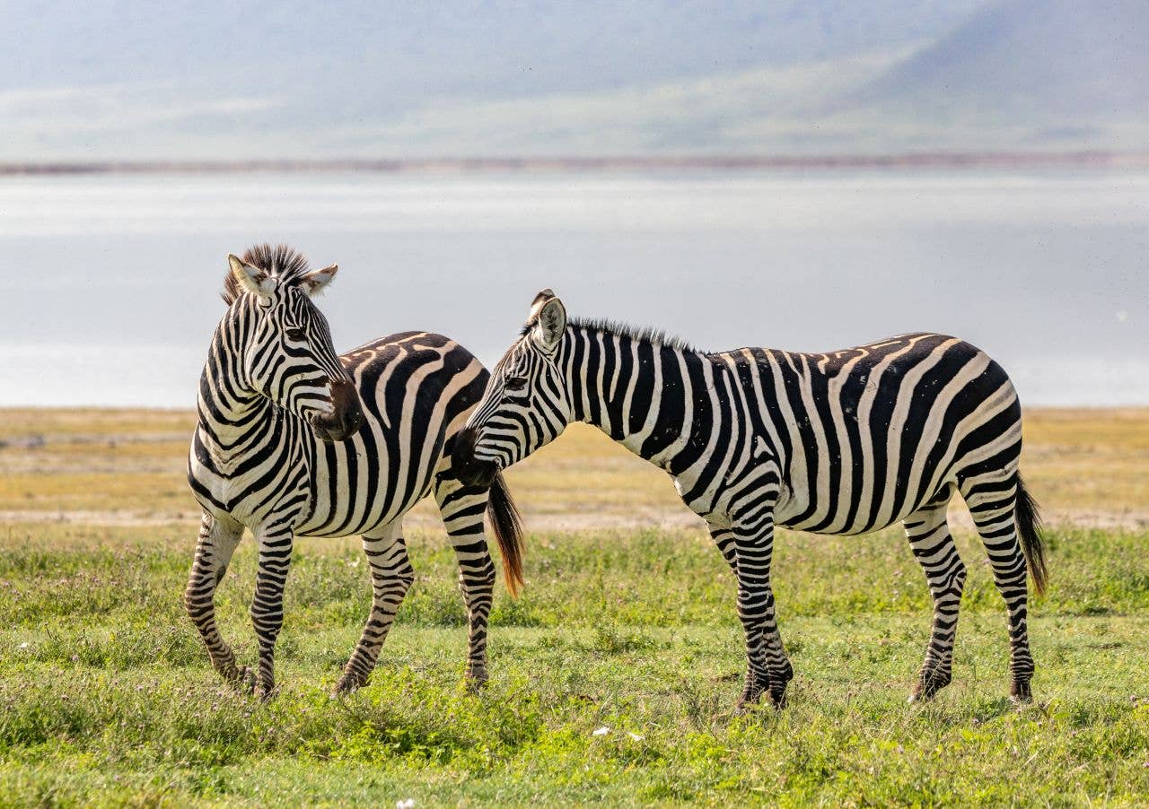 250+ Zebra Names with Meanings & Ideas (Male, Female) - PetHelpful