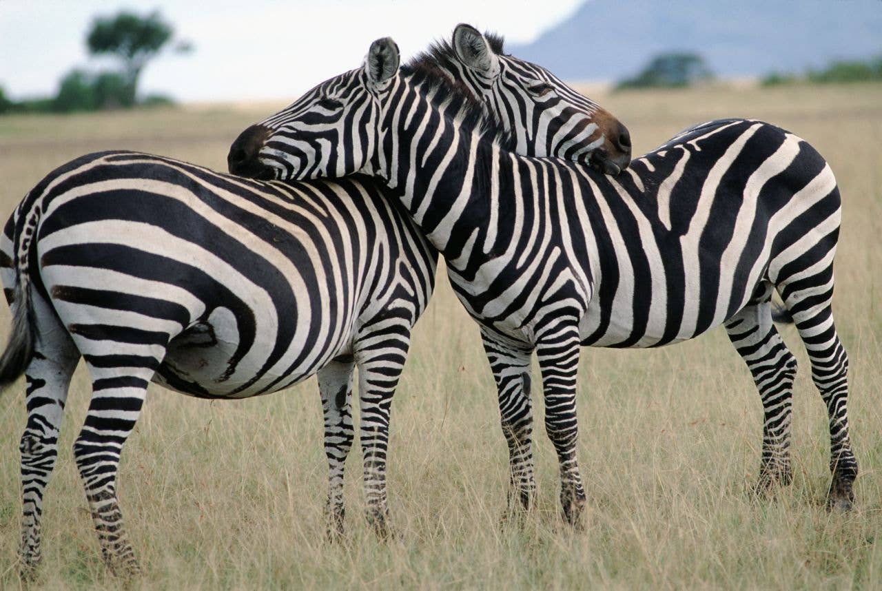 250+ Zebra Names with Meanings & Ideas (Male, Female) - PetHelpful