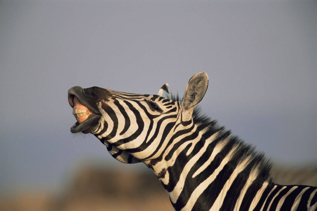 250+ Zebra Names with Meanings & Ideas (Male, Female) - PetHelpful
