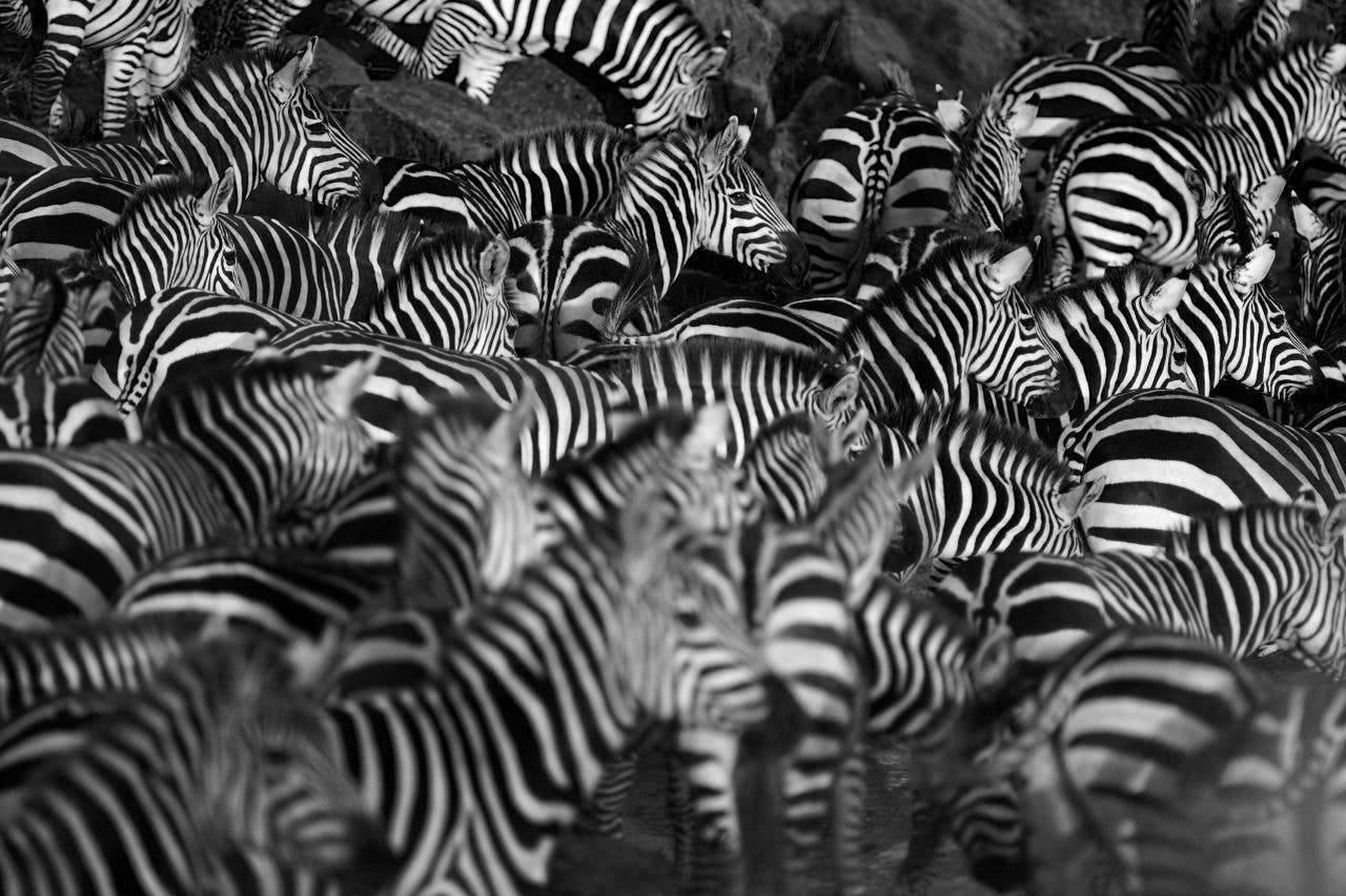 250+ Zebra Names with Meanings & Ideas (Male, Female) - PetHelpful