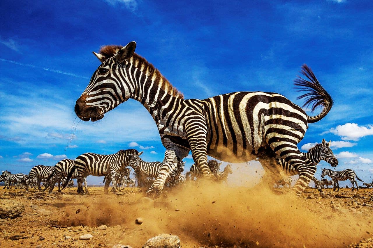 250+ Zebra Names with Meanings & Ideas (Male, Female) - PetHelpful