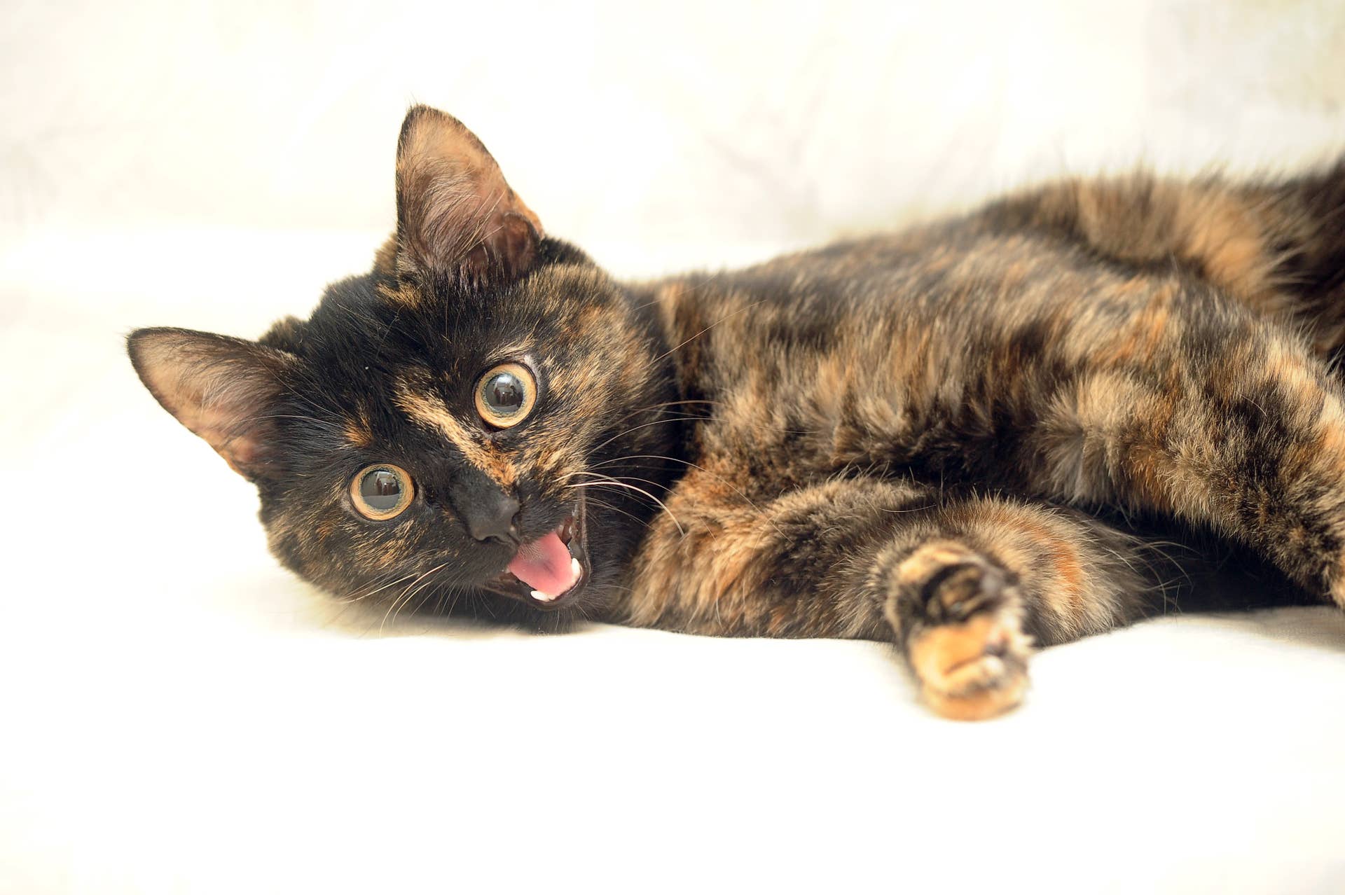 Tortoiseshell Cat - PetHelpful