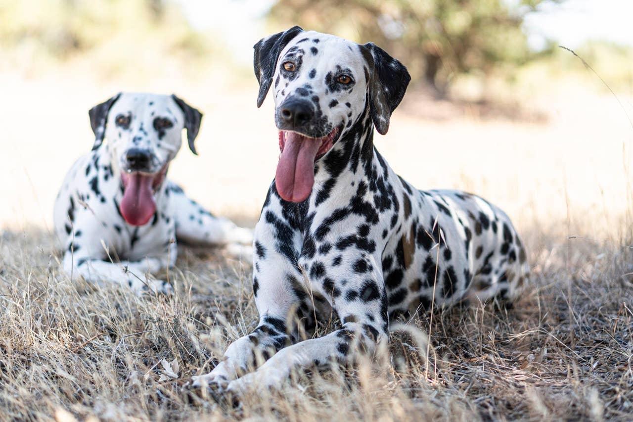 250 Spotted Dog Names with Meanings (Male and Female) - PetHelpful