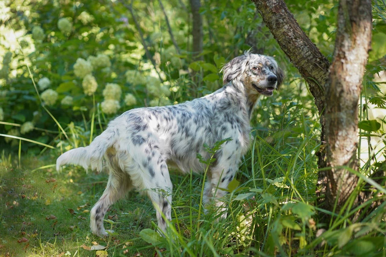 250 Spotted Dog Names with Meanings (Male and Female) - PetHelpful