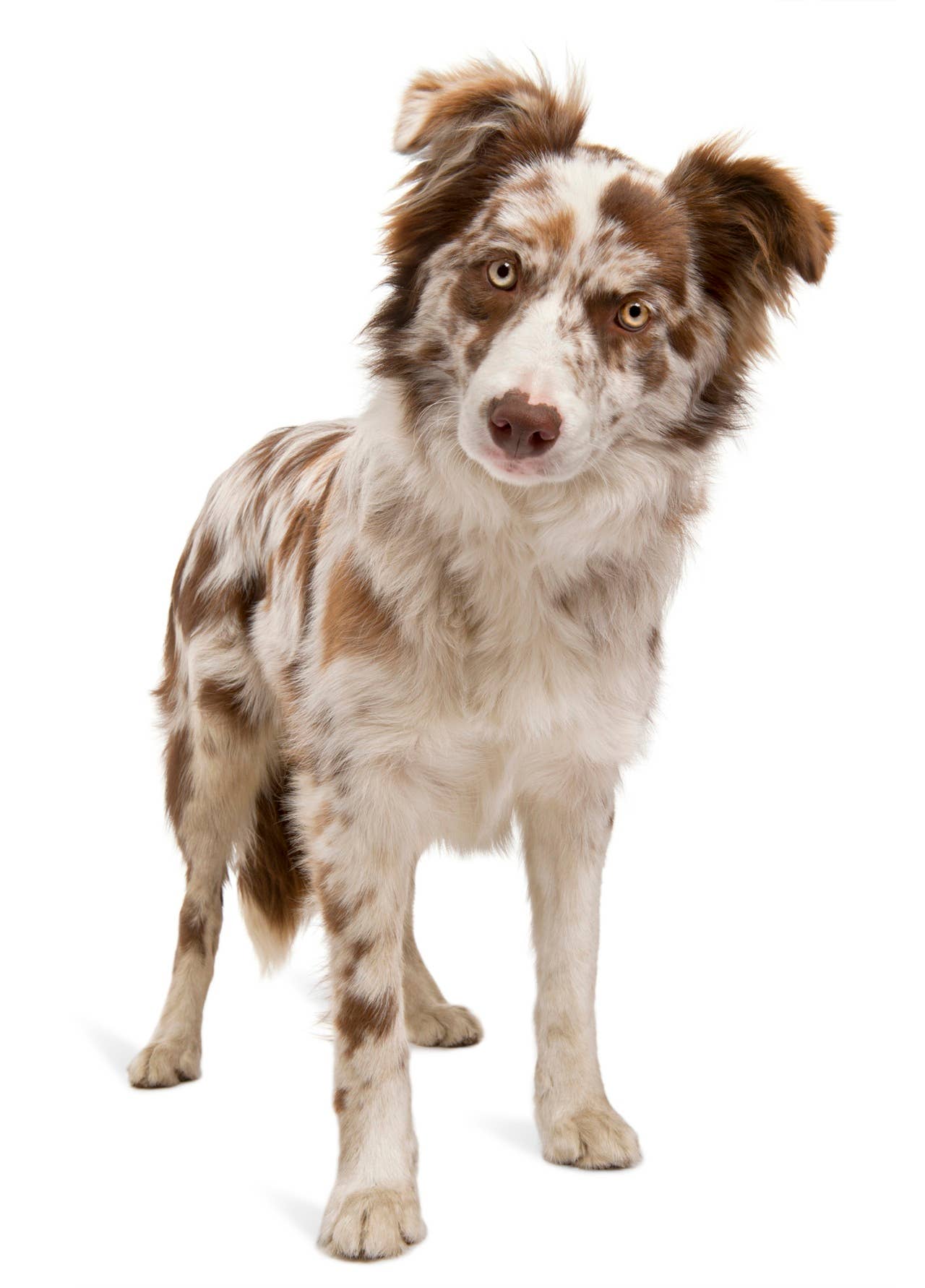 250 Spotted Dog Names with Meanings (Male and Female) - PetHelpful