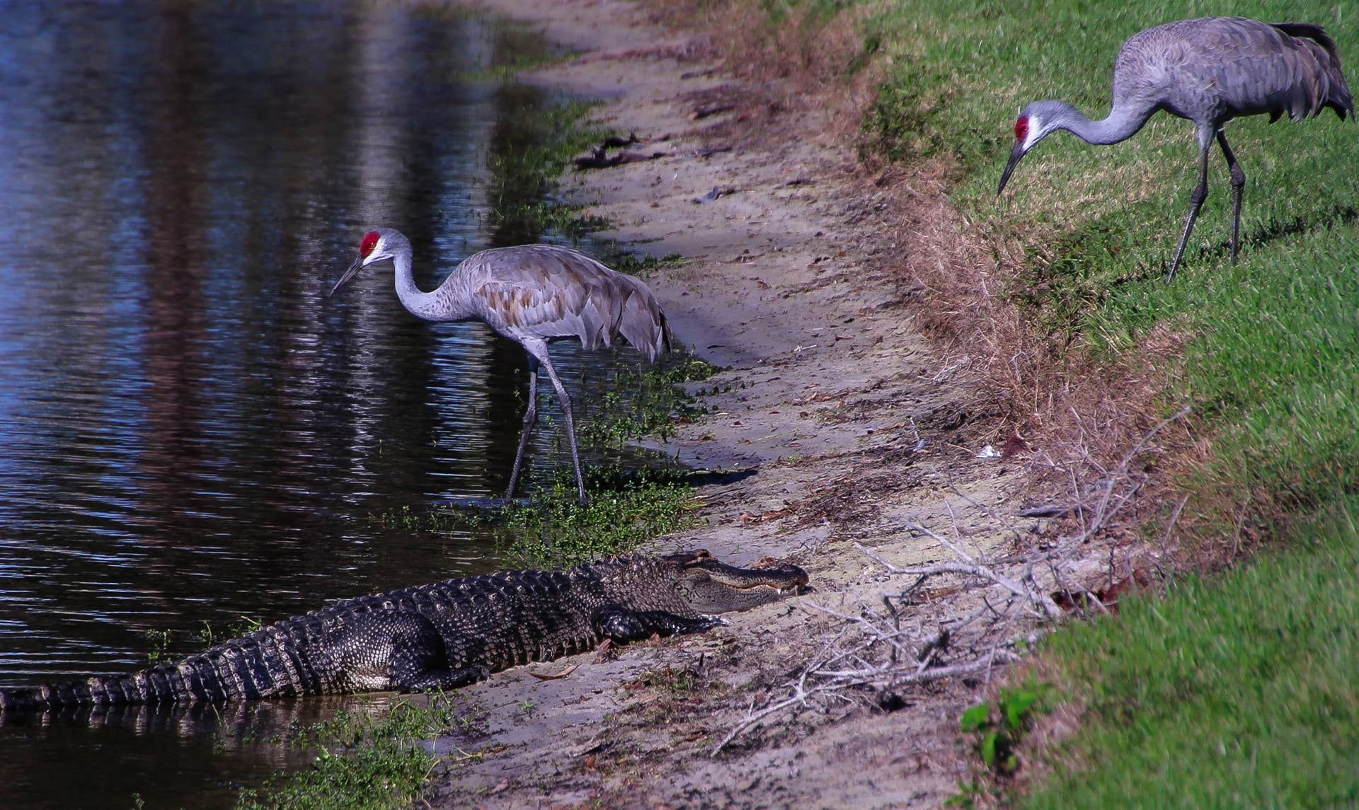 Sandhill Cranes Stand Their Ground When an Alligator Crawls Out of the ...