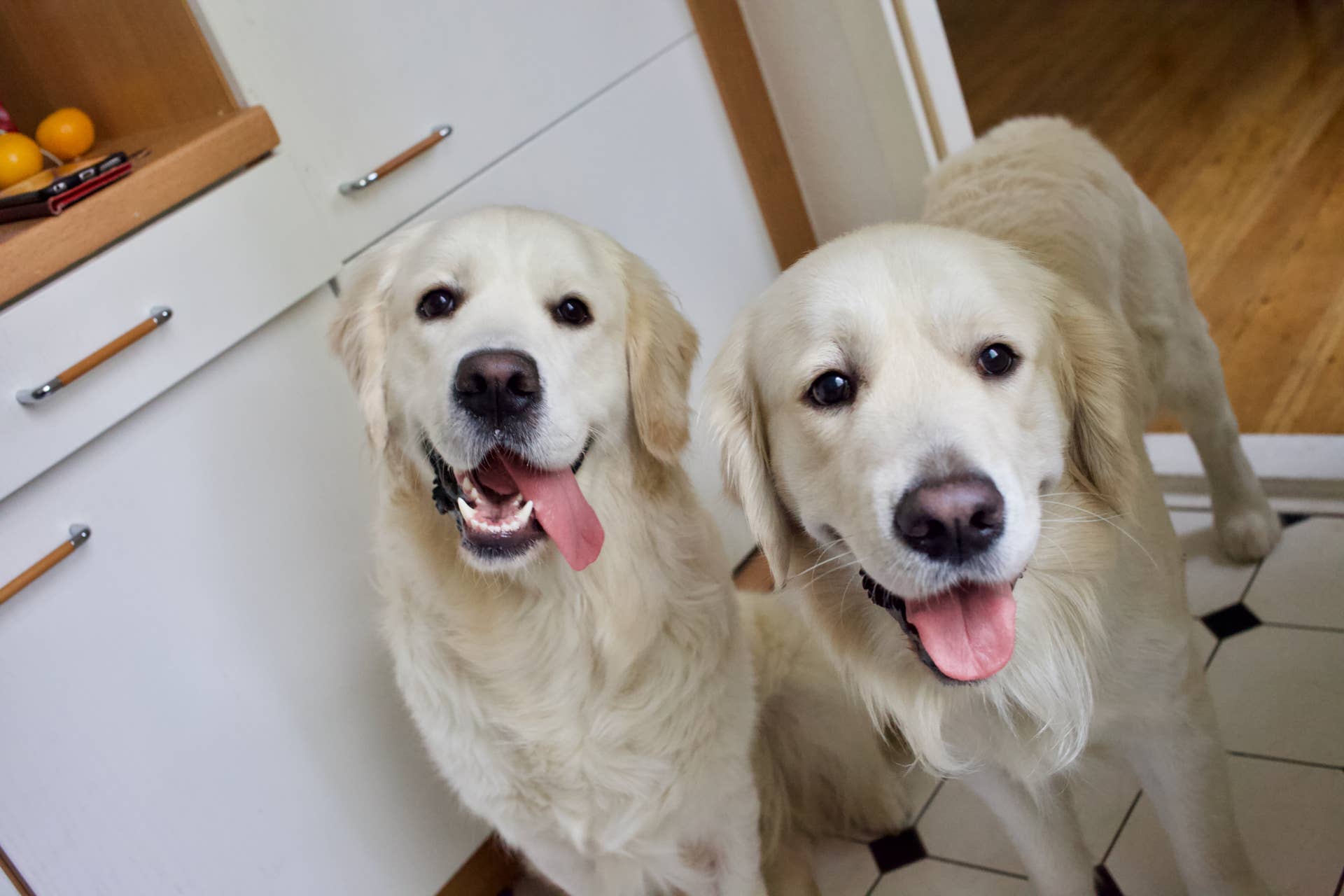 Precious Golden Retrievers Have the Cutest Morning Routine While Mom ...