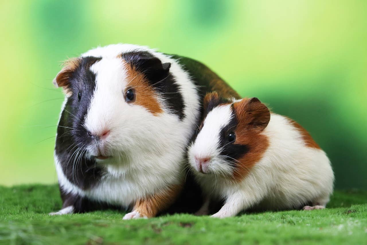 200+ Cute Guinea Pig Names with Meanings - PetHelpful