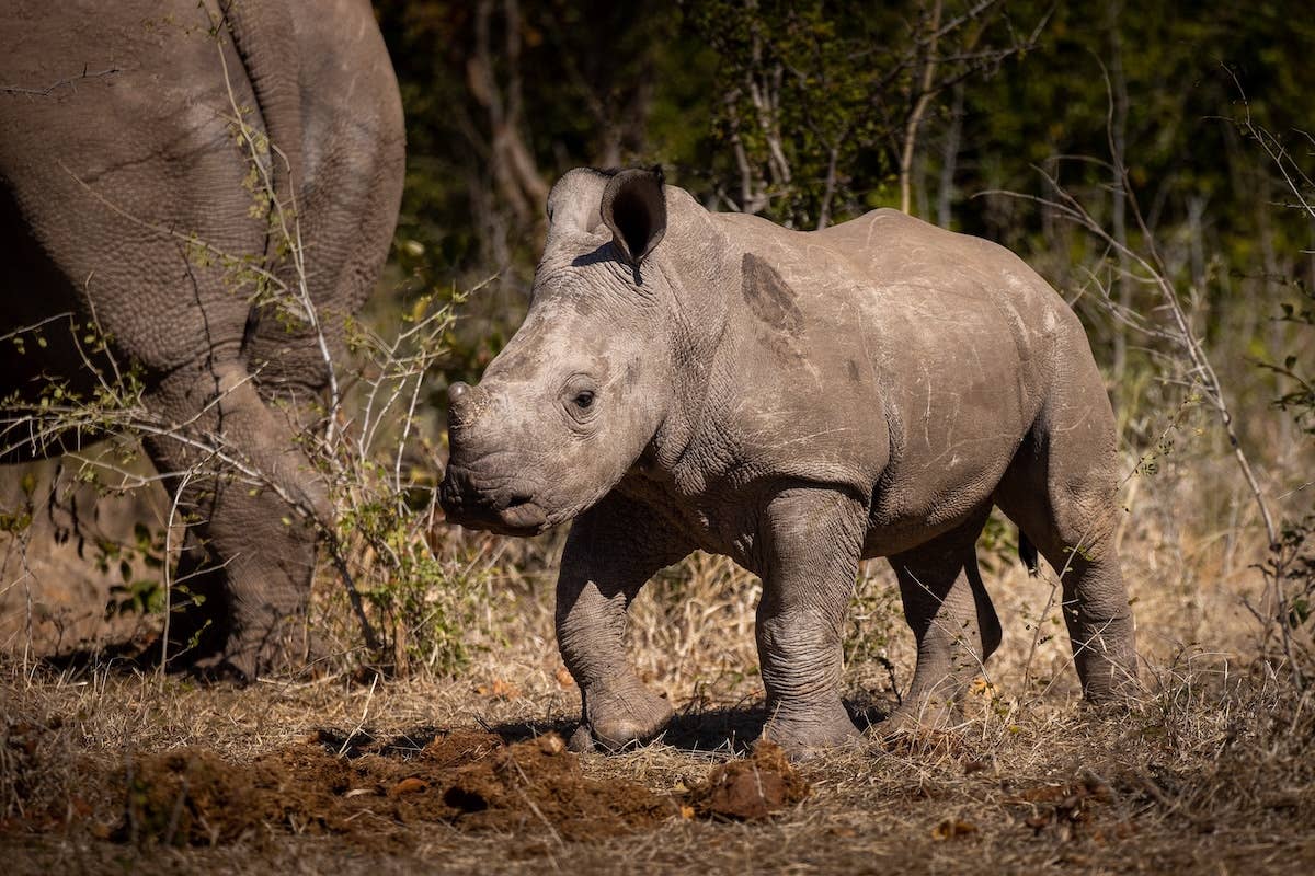These Baby Rhinos Sound More Like Whales Than Rhinos—and People Are ...