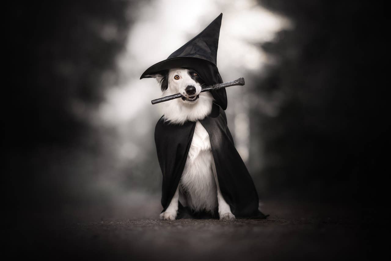 150+ Harry Potter Dog Names with Meanings - PetHelpful
