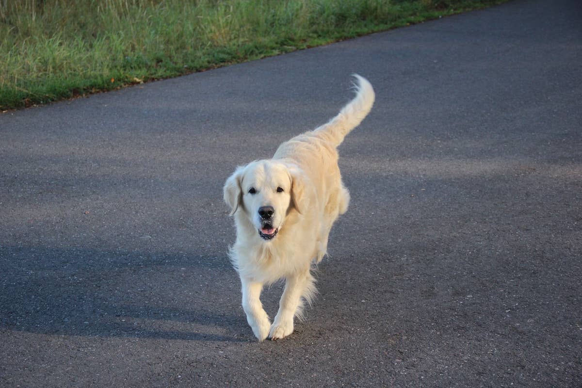 Sweet Golden Retriever Gets His Very Own Monster Truck After Internet ...