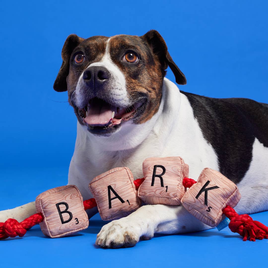 This BarkBox Subscription Is a Must-Have - PetHelpful