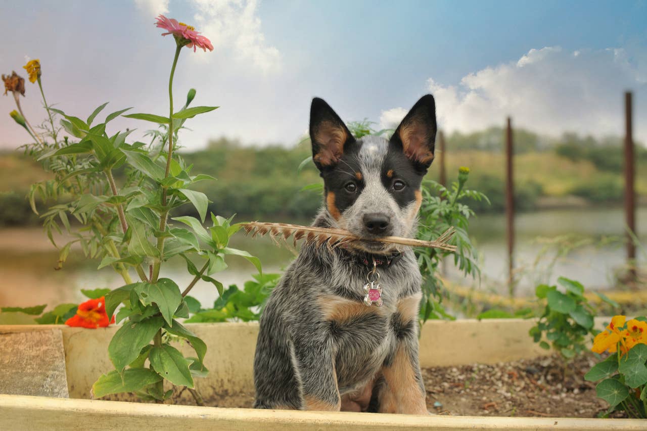 What Breed Is Bluey? Real-Life Dog Breed Explained by a Vet - PetHelpful