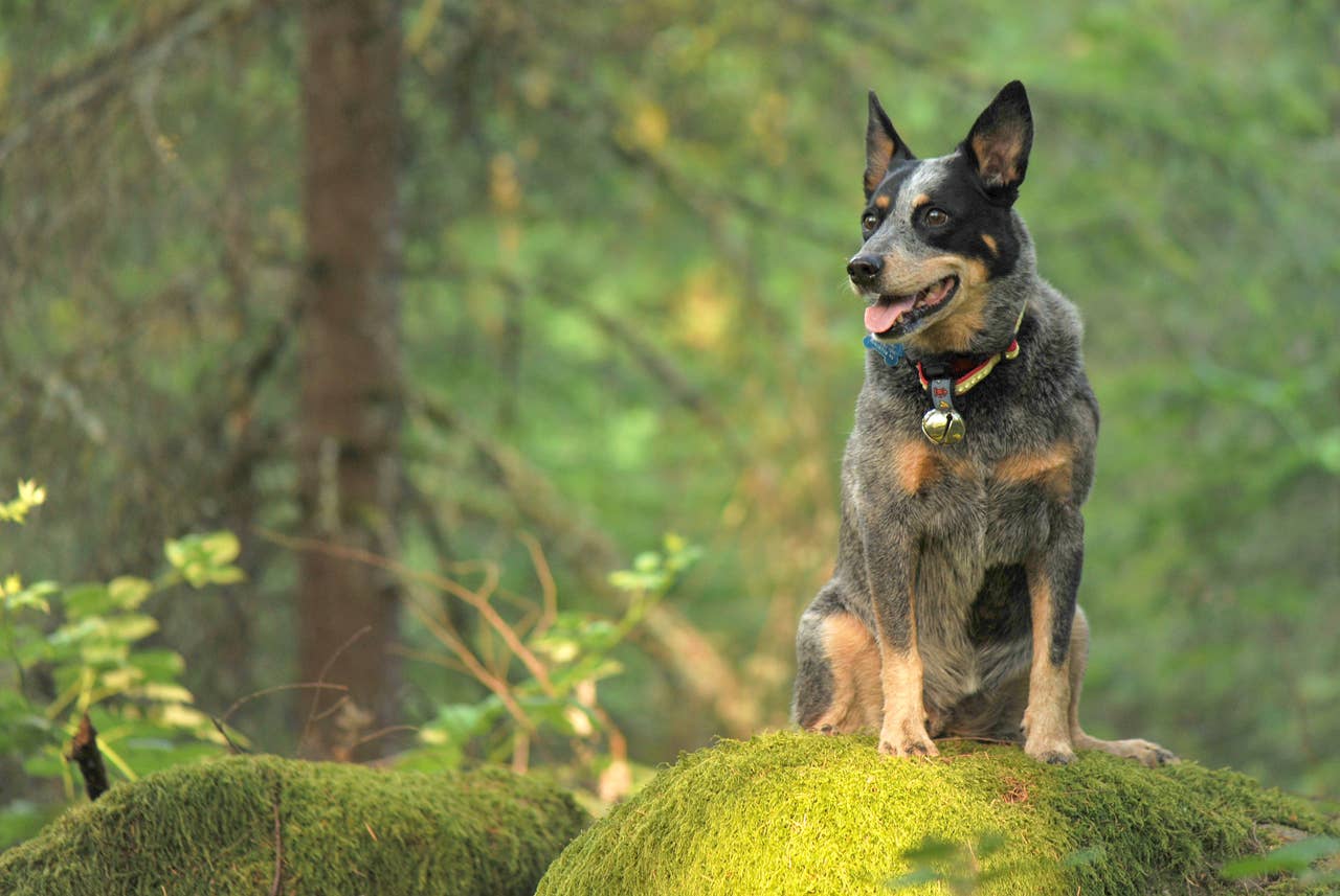 What Breed Is Bluey? Real-Life Dog Breed Explained by a Vet - PetHelpful