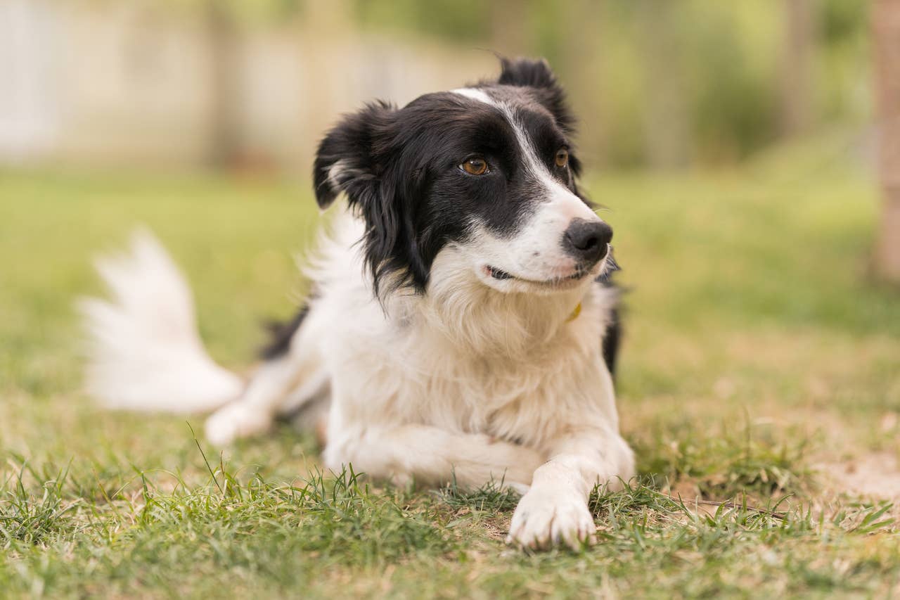 What Breed Is Bluey? Real-Life Dog Breed Explained by a Vet - PetHelpful
