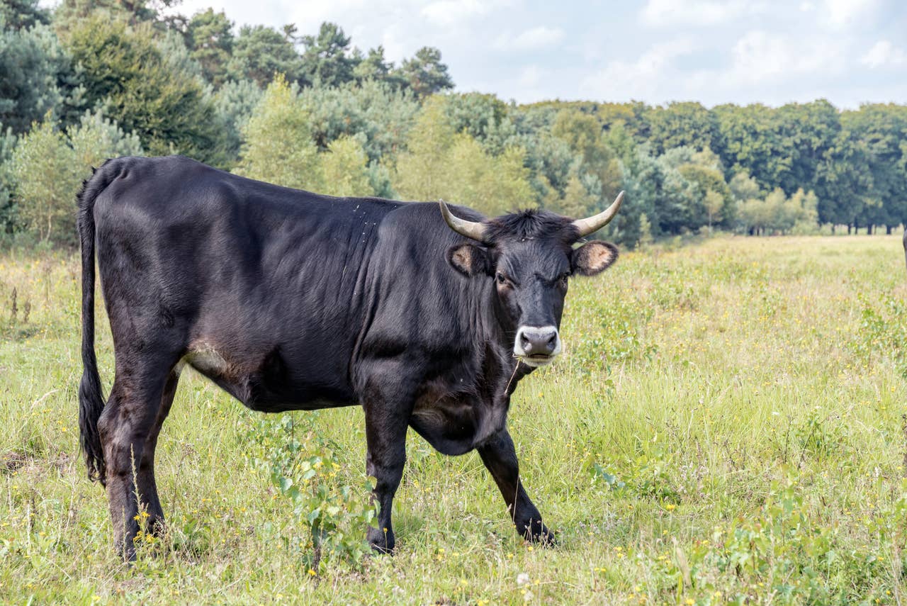 150+ Bull Names with Meanings for Strength and Personality - PetHelpful