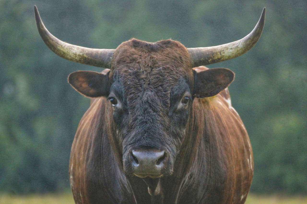 150+ Bull Names with Meanings for Strength and Personality - PetHelpful