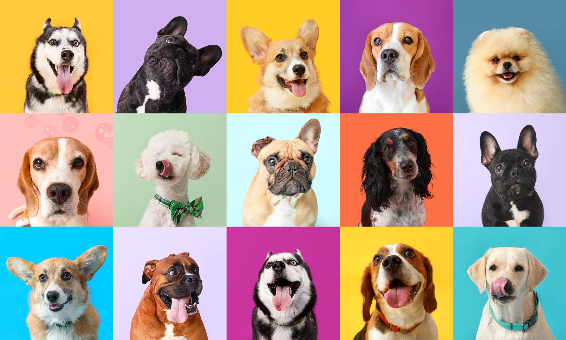 French Bulldogs Remain America's Most Popular Dog Breed - PetHelpful