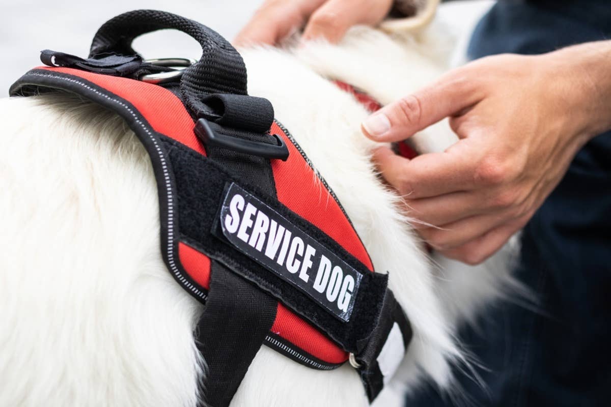 Labs Who Flunked Service Dog School Team Up to Become One Very Good ...