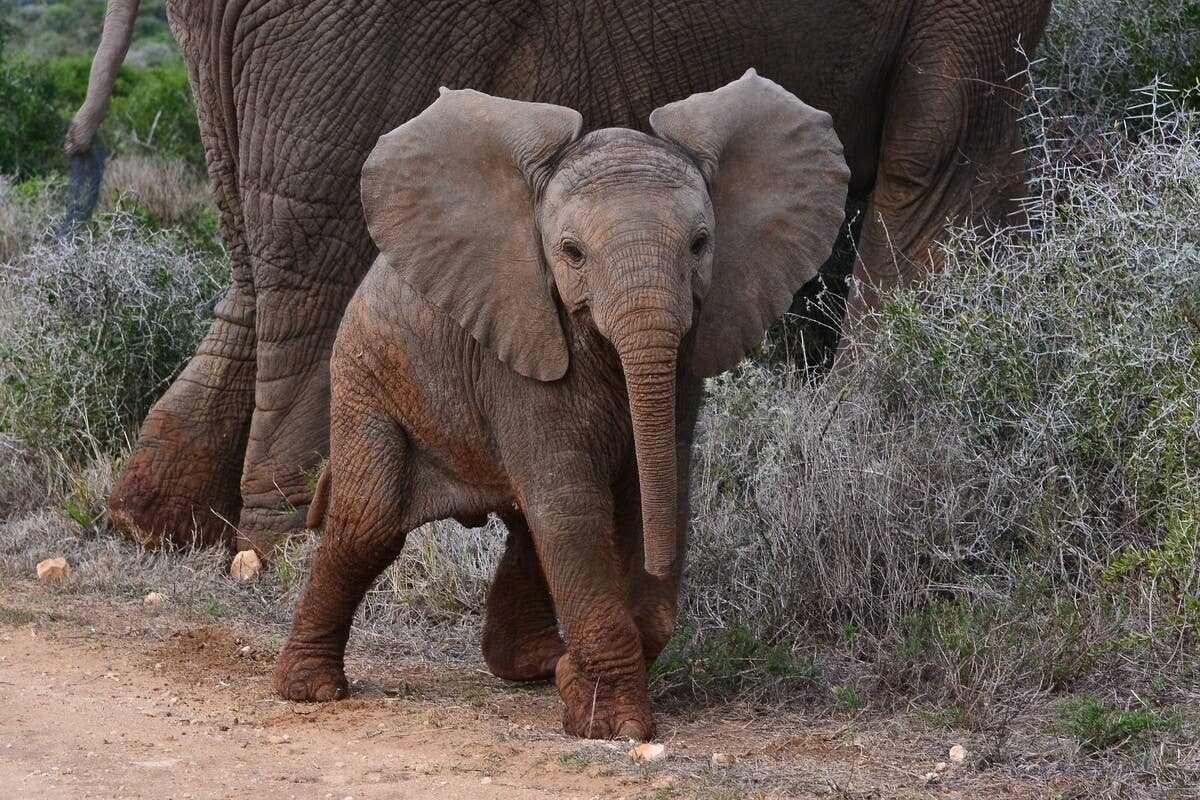 Mama Elephant Has to Rescue Caretaker From Her Overly 'Helpful' Baby ...