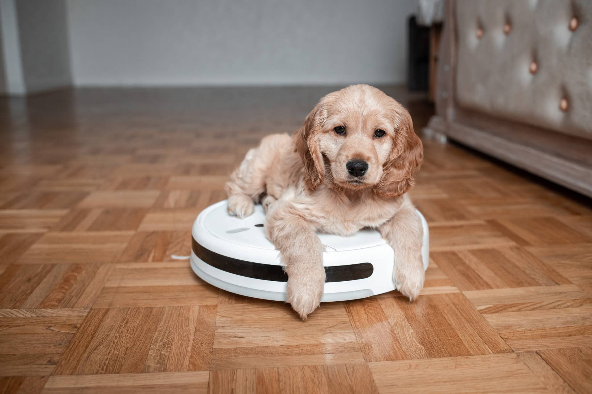 This Roomba Is a Game Changer for Homes With Shedding Pets - PetHelpful