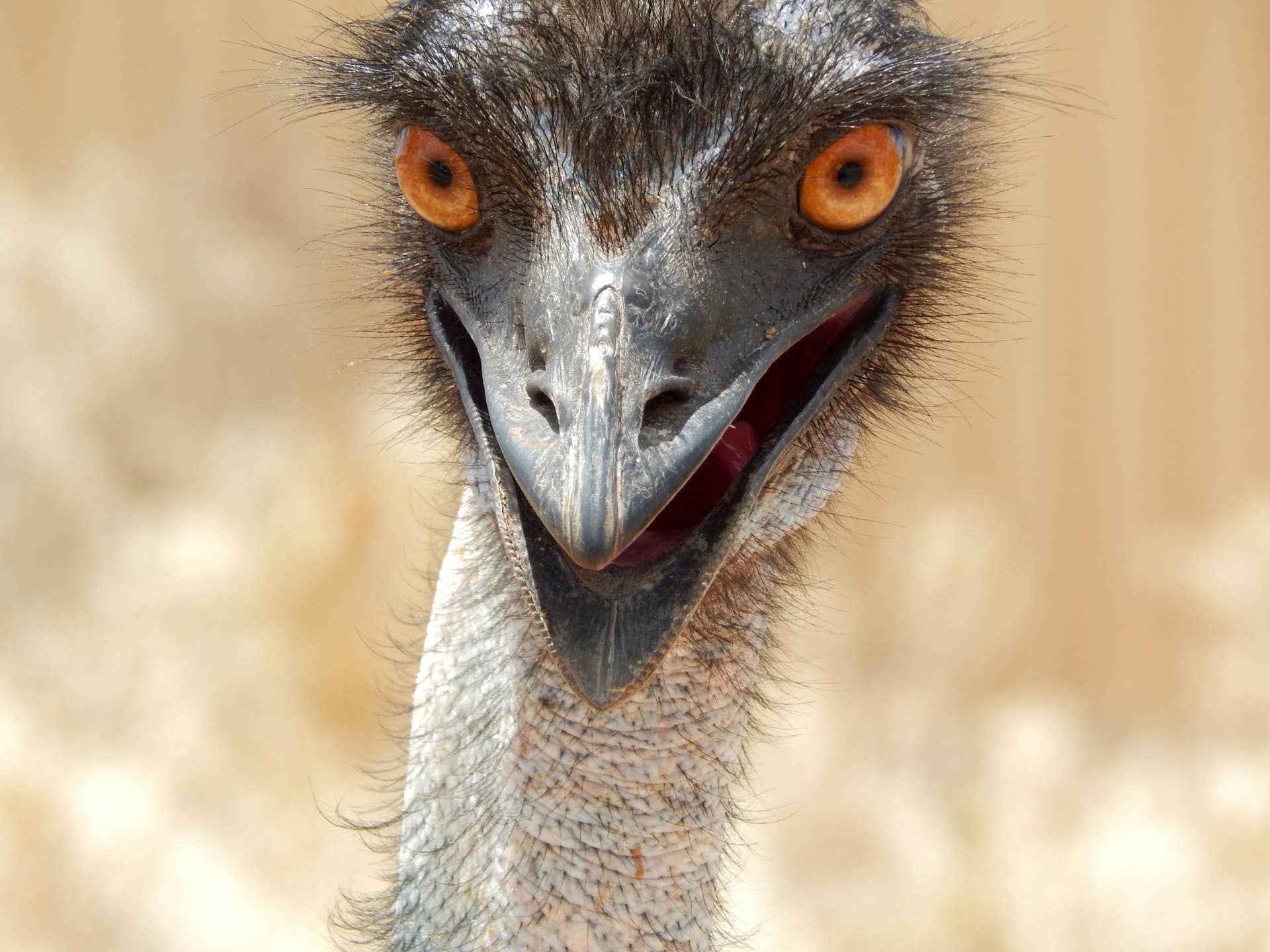Emu Tries to Help Catch a Rooster and It Goes Exactly How You’d Expect ...