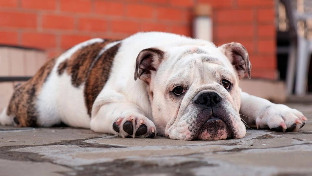 Bulldog Outsmarts Viral Tape Challenge With Genius Move - PetHelpful