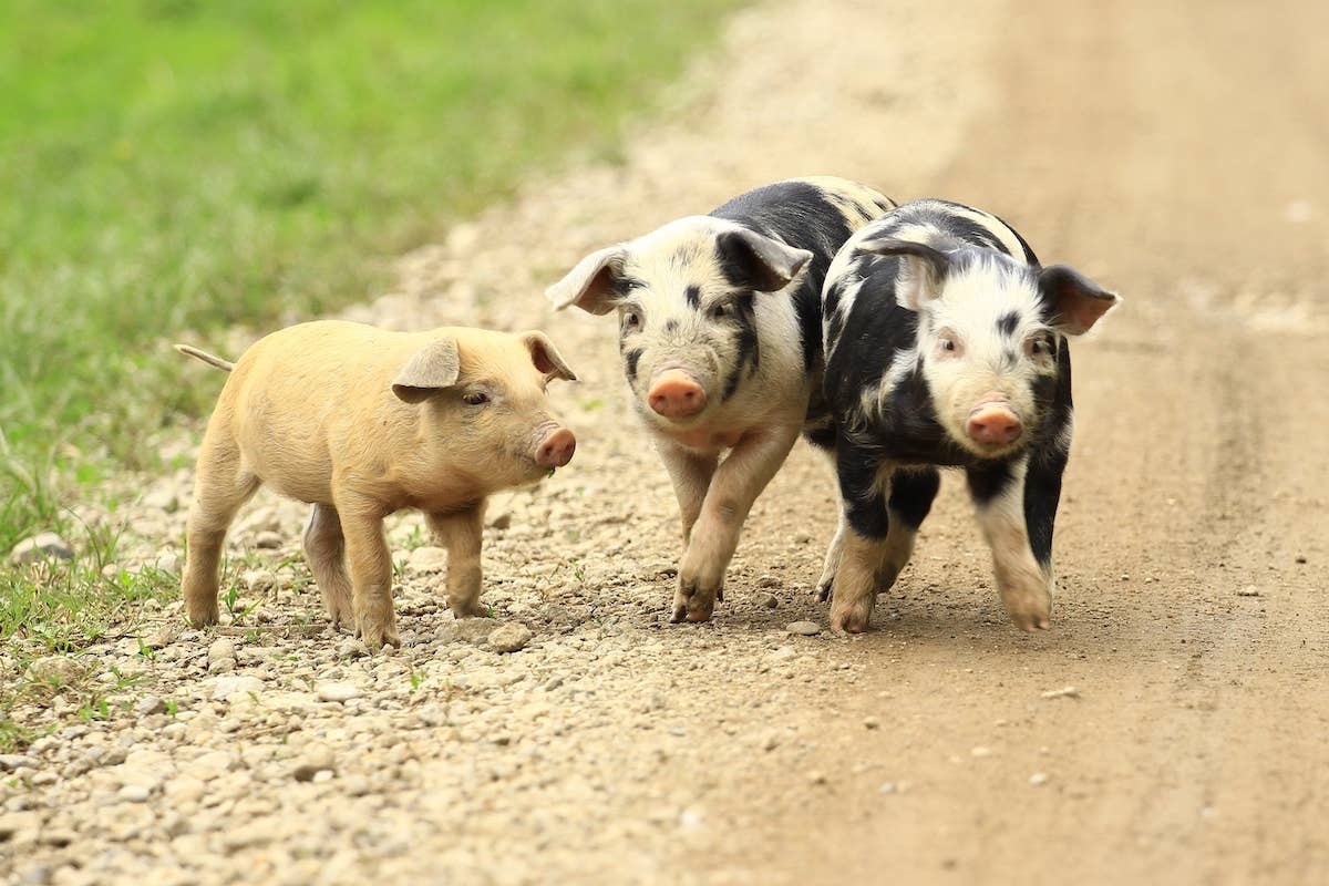 Sweet Rooster Protecting Newborn Piglets While Mom Eats Dinner Is the ...
