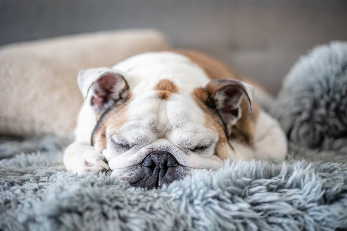 How Long After a Dog Loses Her Mucus Plug Does Labor Start? - PetHelpful