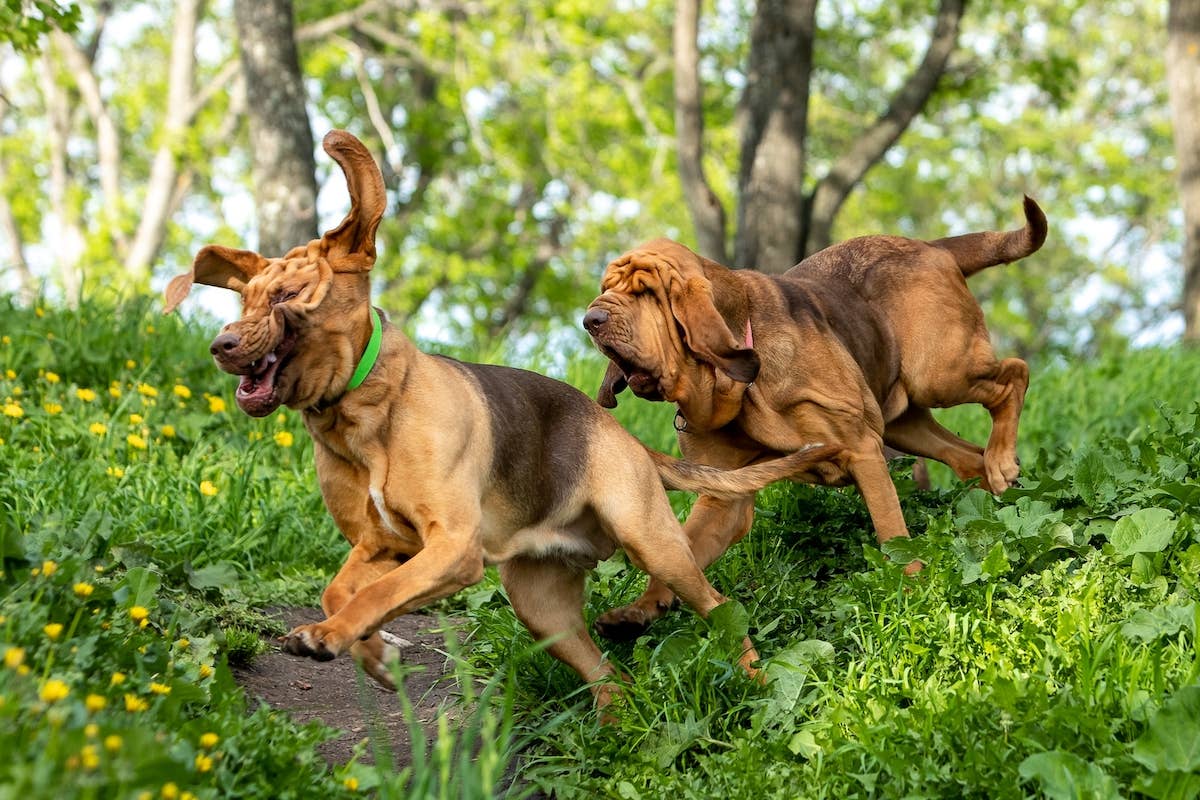 UK Bloodhounds 'Hunting' Joggers for Fun Has People Running to Sign Up ...