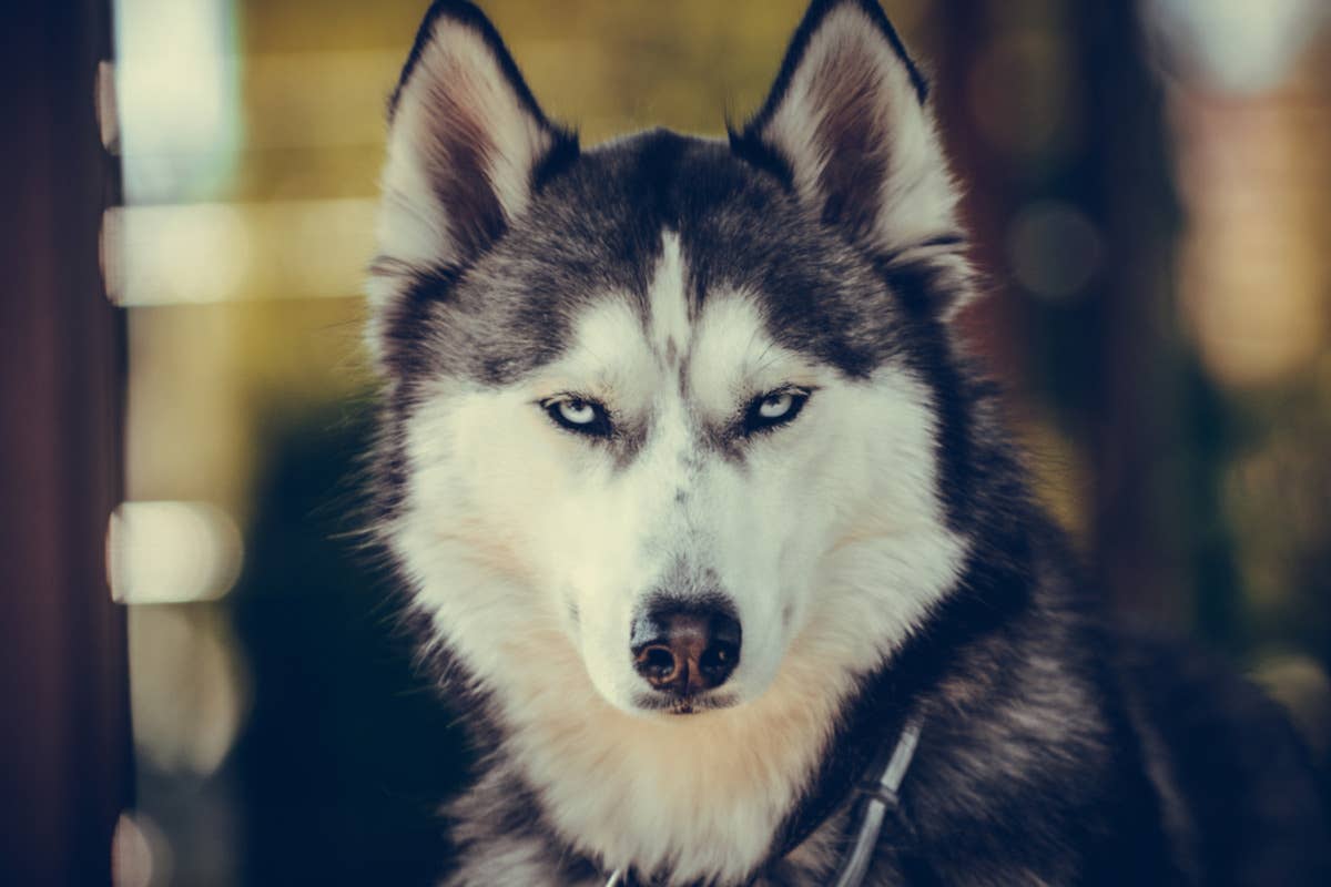 Seromas in Dogs: Causes, Pictures, Treatment & Prevention - PetHelpful