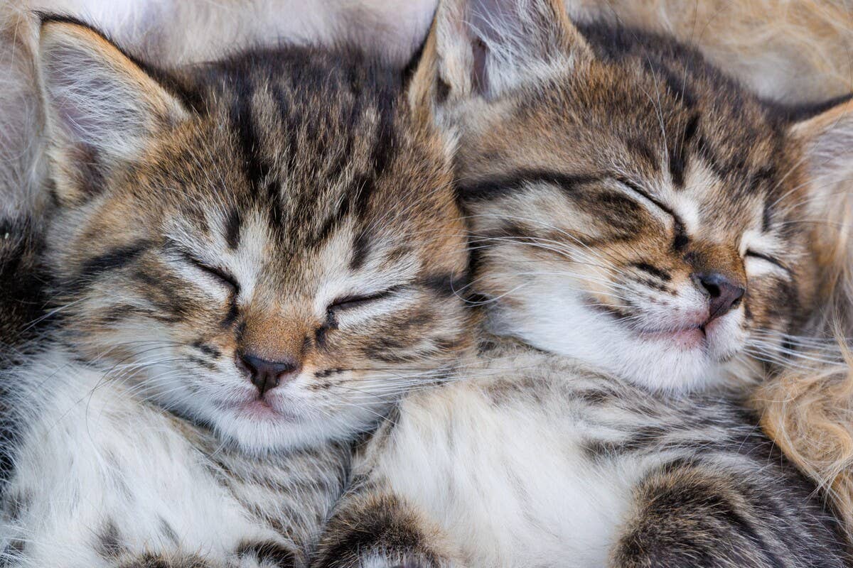 Tiny, Soot-Covered Kittens Rescued After Fire Have the Sweetest Meows ...