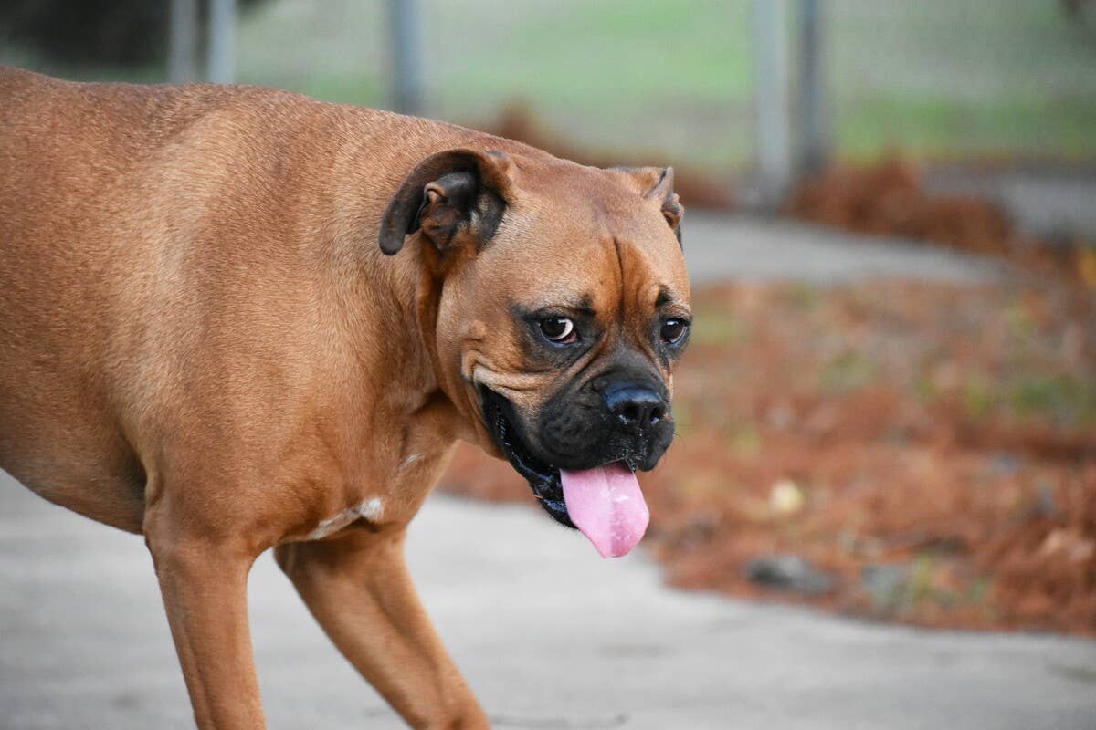 Big Boxer Learning ‘Not To Be Afraid’ of His Tiny Chick Siblings Is ...