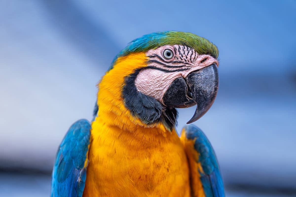 Selfless Little Girl Helping Her Disabled Parrot 'Fly' Has Everyone ...