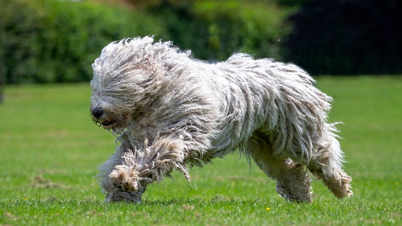 10 Most Popular White Dog Breeds, According to a Vet - PetHelpful